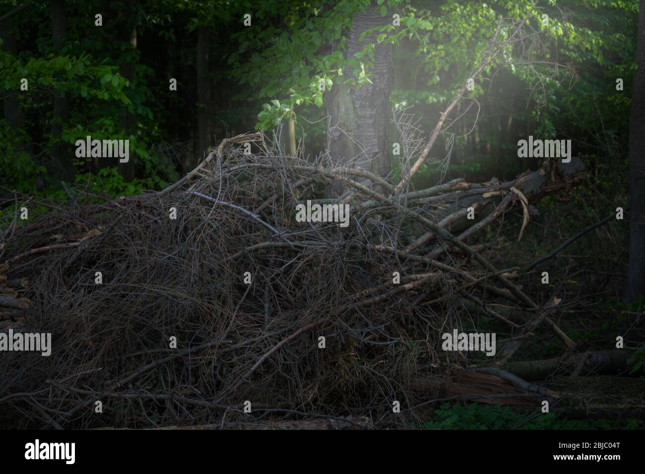 heap of wood debris that the sun shines on from the side Stock Photo ...