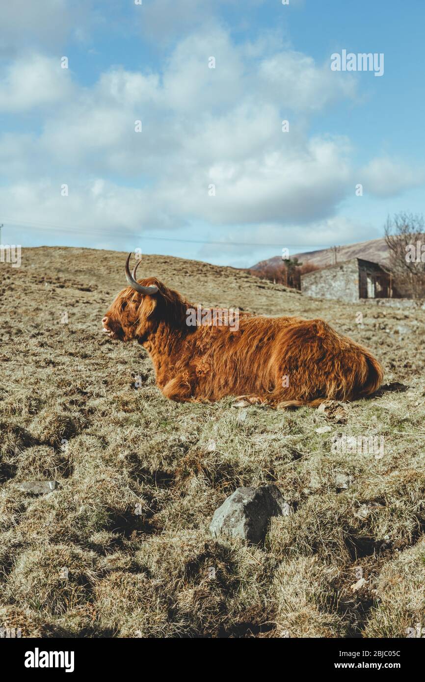 Highland Cattle laying in a field. A Scottish breed of rustic cattle ...