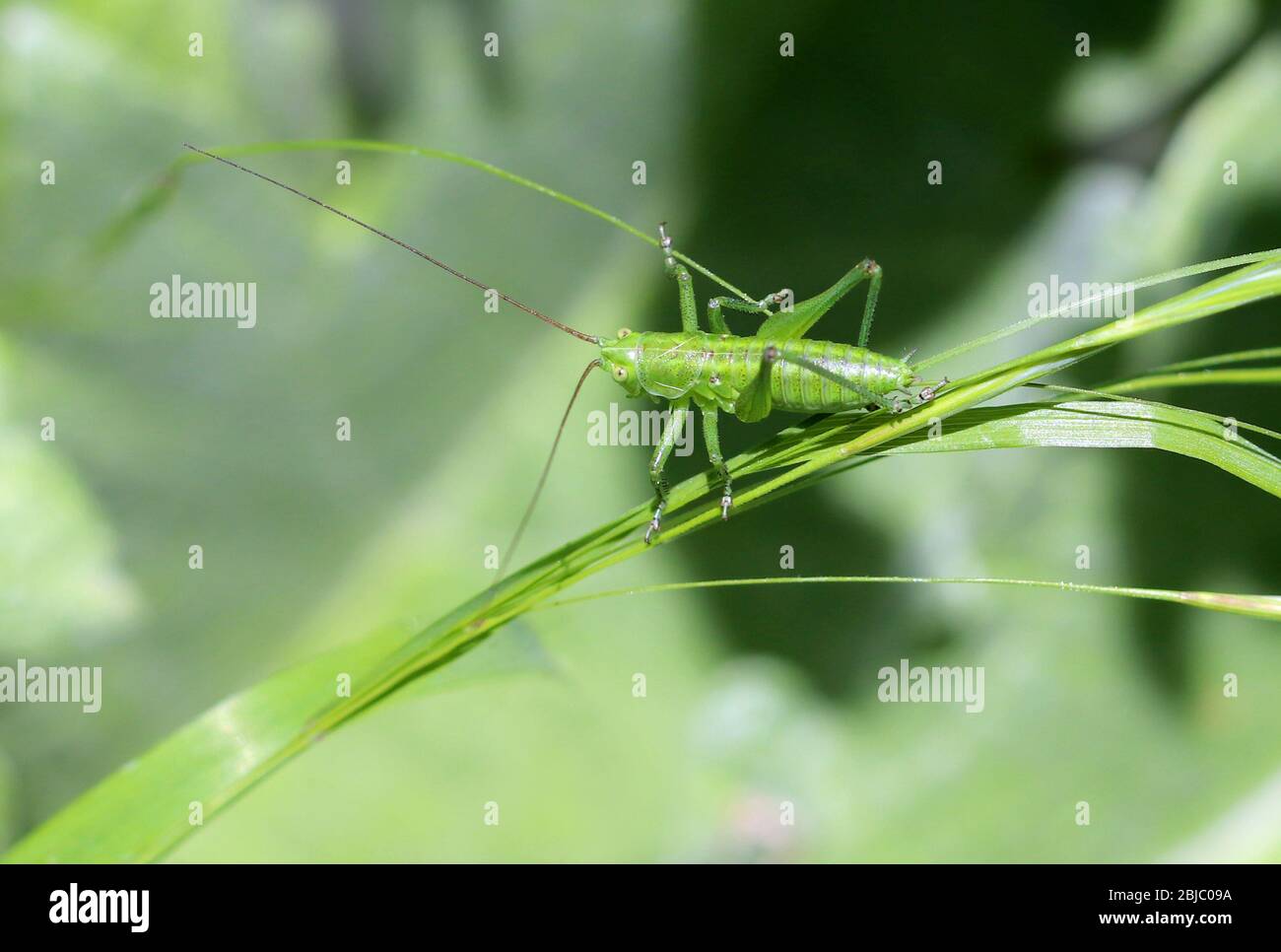 Horned hopper hi-res stock photography and images - Alamy