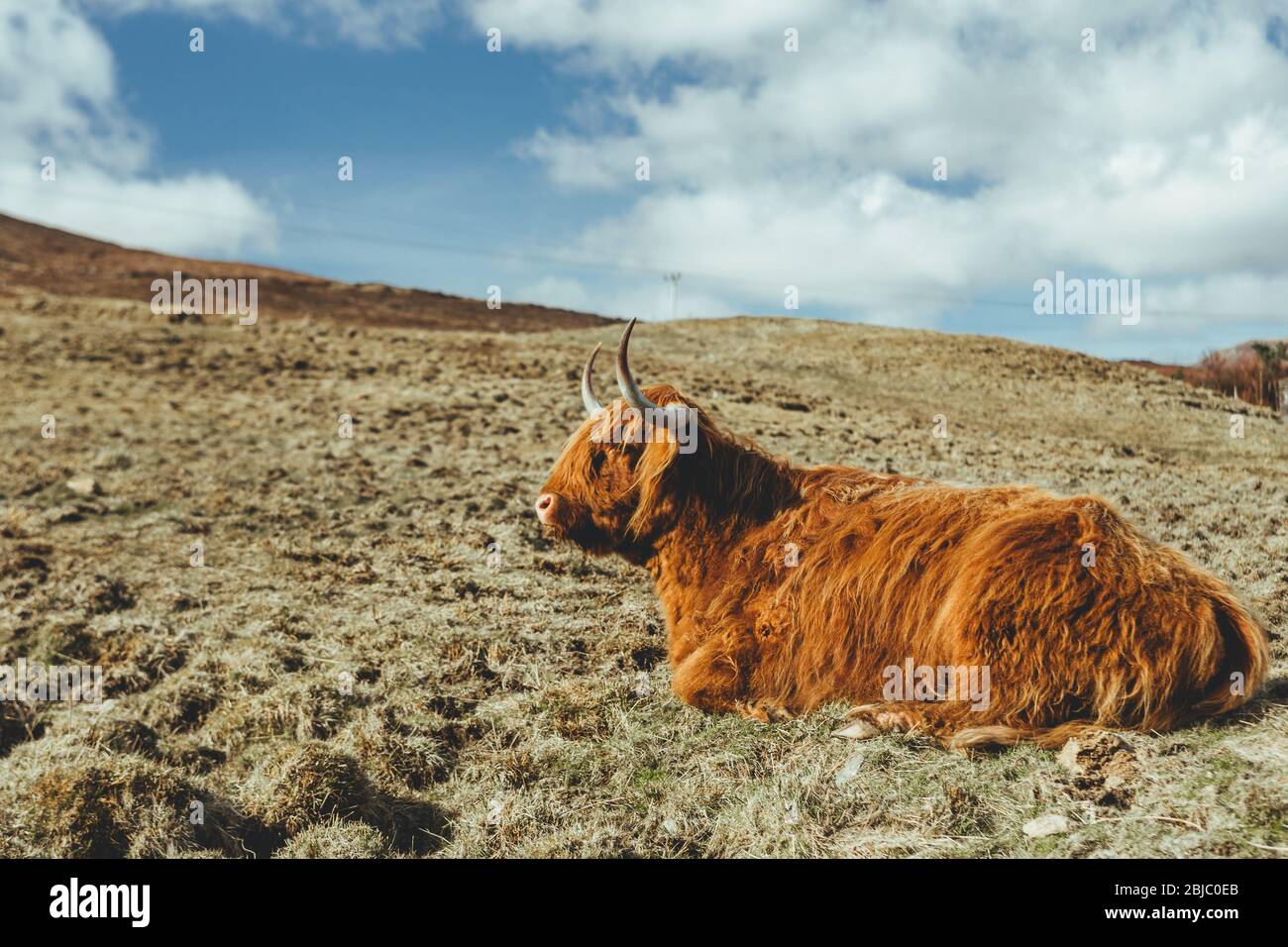 Highland Cattle laying in a field. A Scottish breed of rustic cattle ...