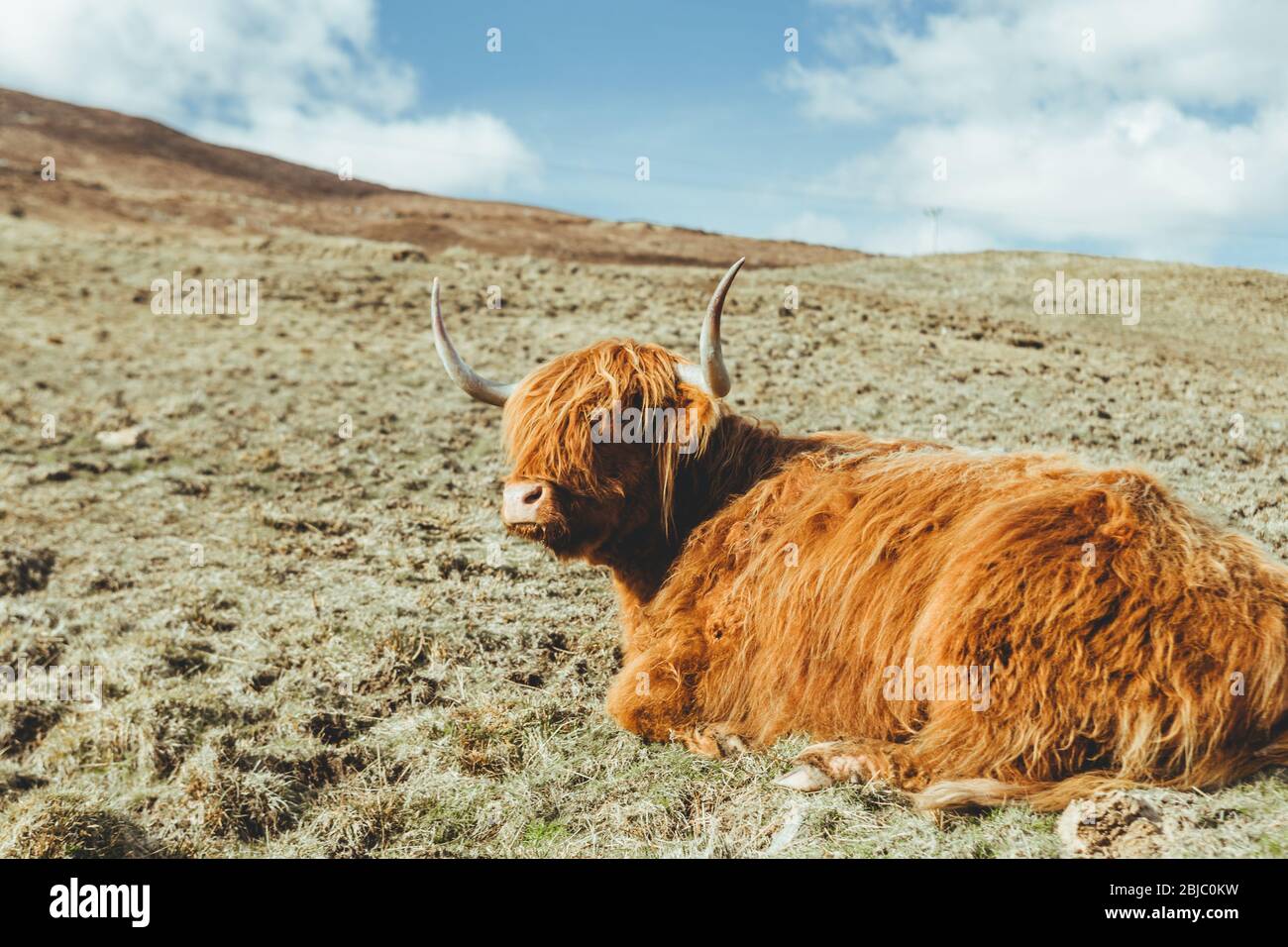 Highland Cattle laying in a field. A Scottish breed of rustic cattle ...