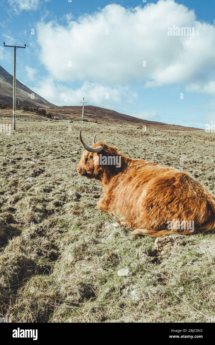 Highland Cattle laying in a field. A Scottish breed of rustic cattle ...