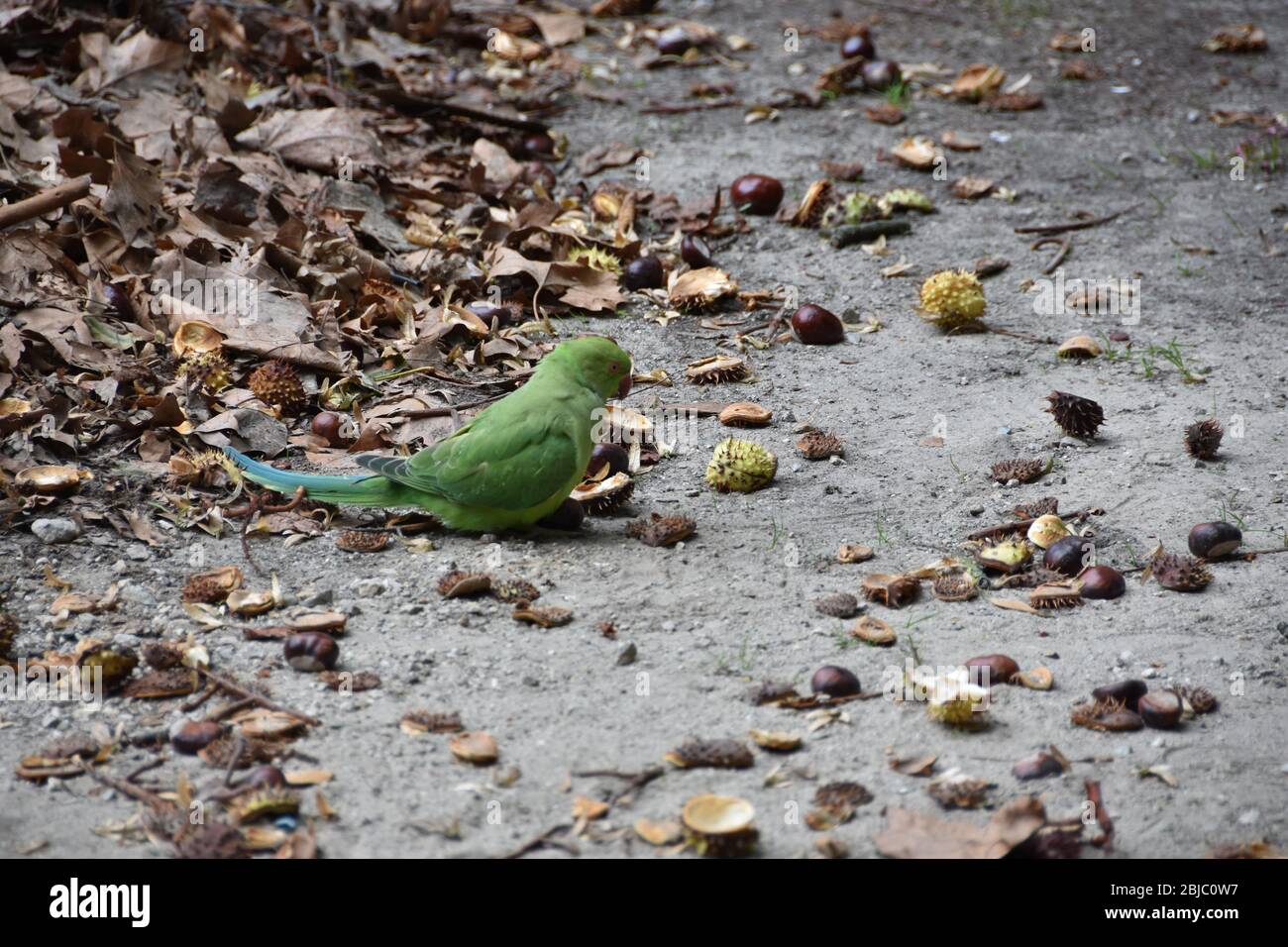 BRUSSELS PARK LEOPOLD PARAKEET Stock Photo - Alamy