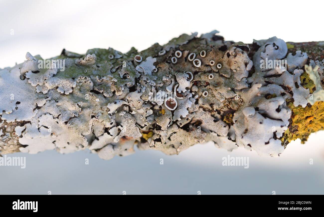 Fungus and algae hi-res stock photography and images - Alamy