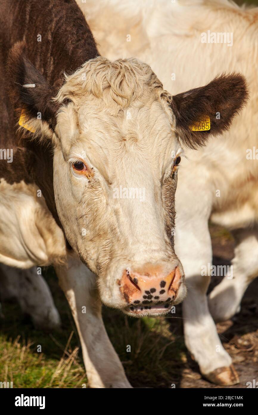 Young bullocks hi-res stock photography and images - Alamy