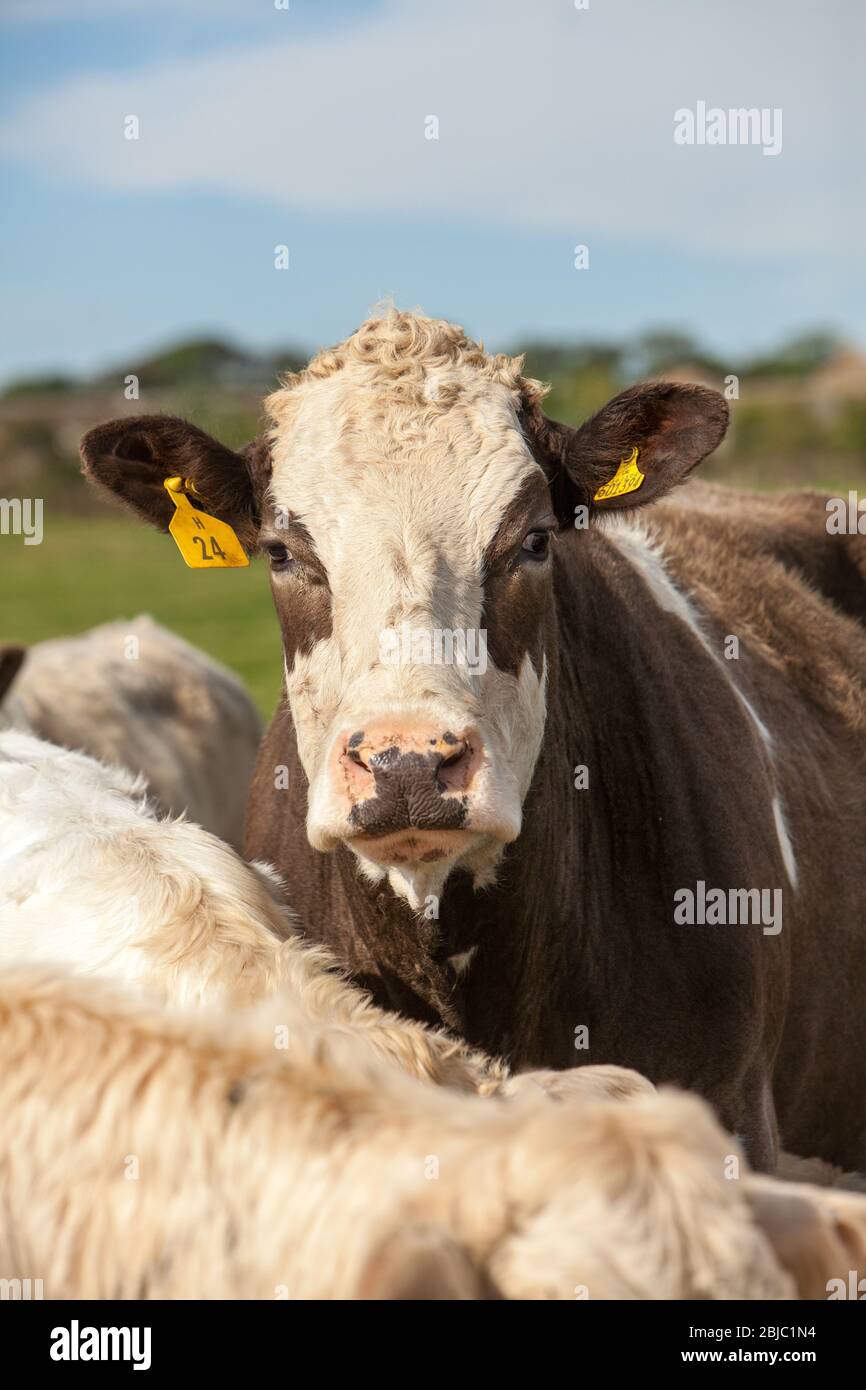 Young bullocks in a field in crail hi-res stock photography and images ...