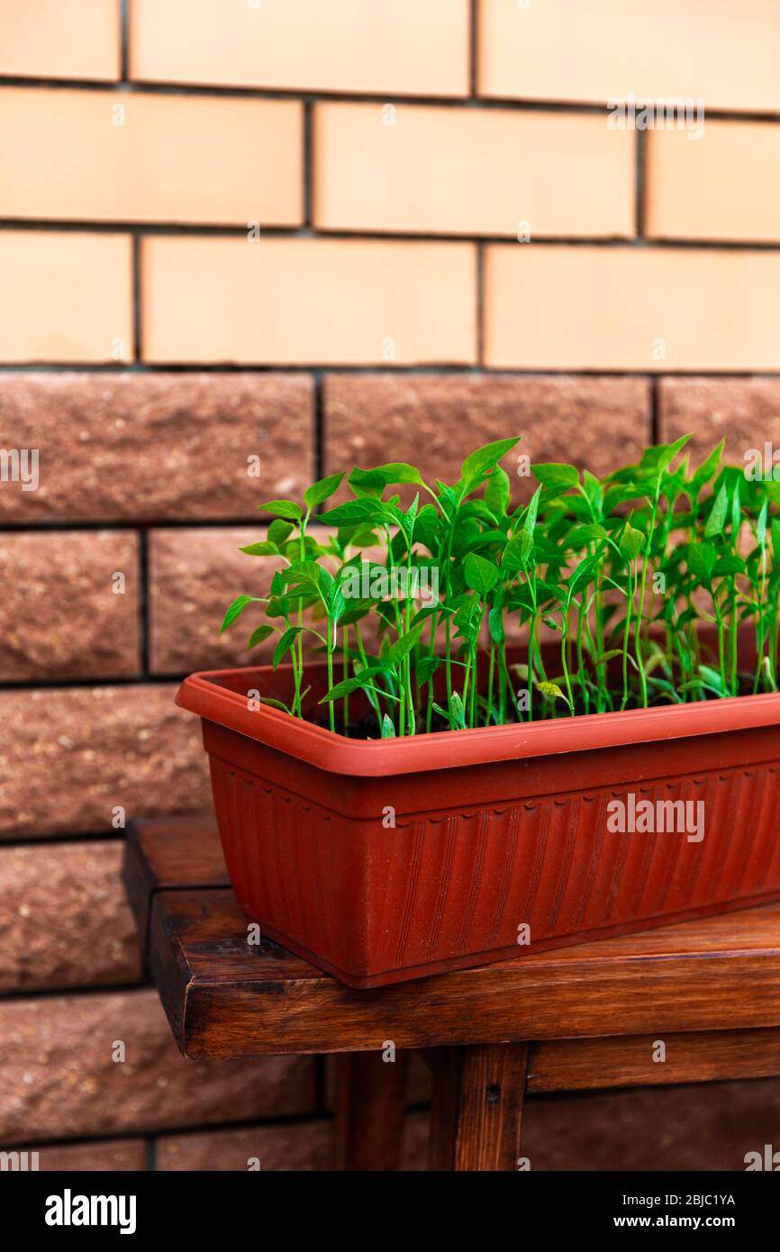 Pepper seedlings in brown plastic pot stand on the wooden bench near ...