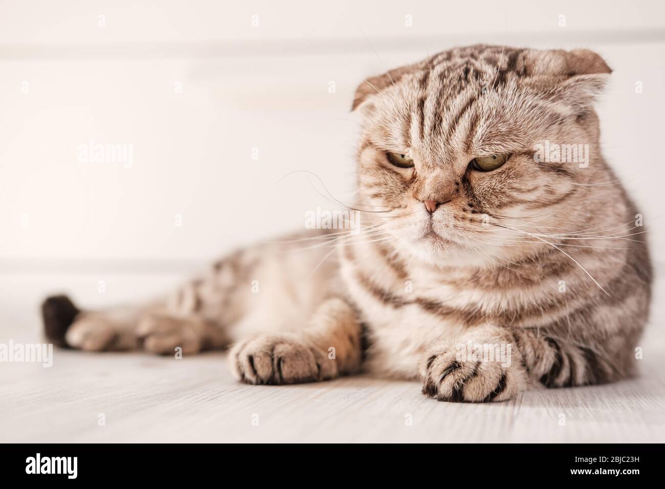 Beautiful Scottish Fold cat is depressed, she is lying on the floor ...