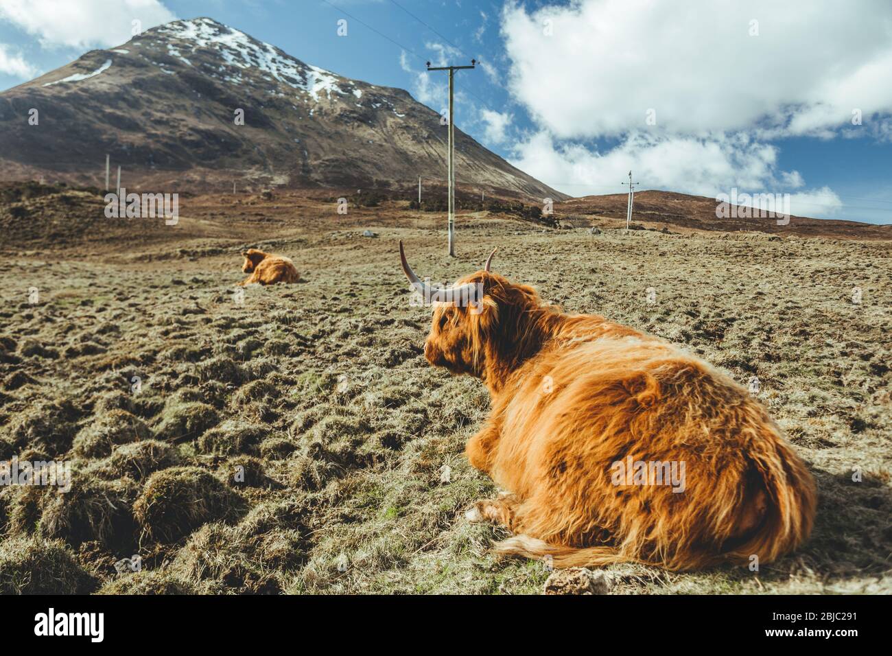 Highland Cattle laying in a field. A Scottish breed of rustic cattle ...