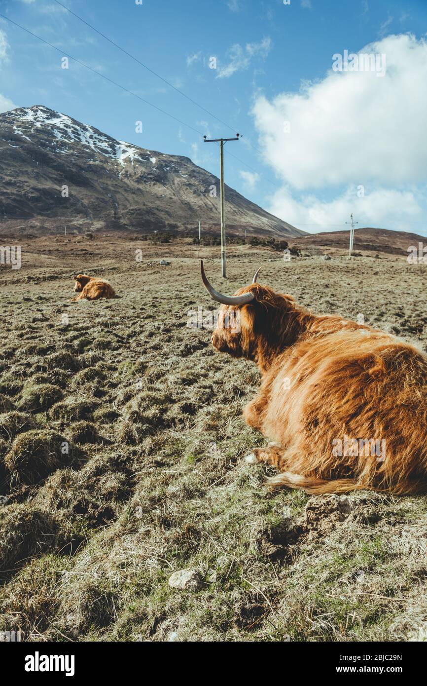 Highland Cattle laying in a field. A Scottish breed of rustic cattle ...