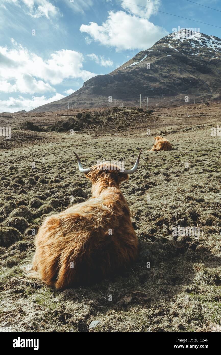 Highland Cattle laying in a field. A Scottish breed of rustic cattle ...