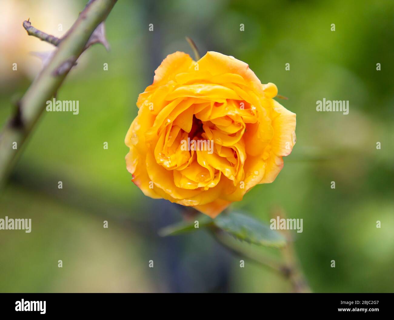 Yellow rose with raindrops and green bokeh Stock Photo - Alamy