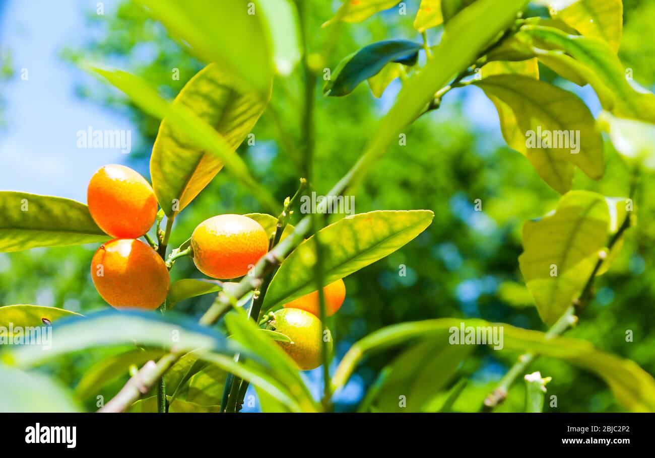 Summer background. Fortunella margarita kumquats, cumquats foliage and ...