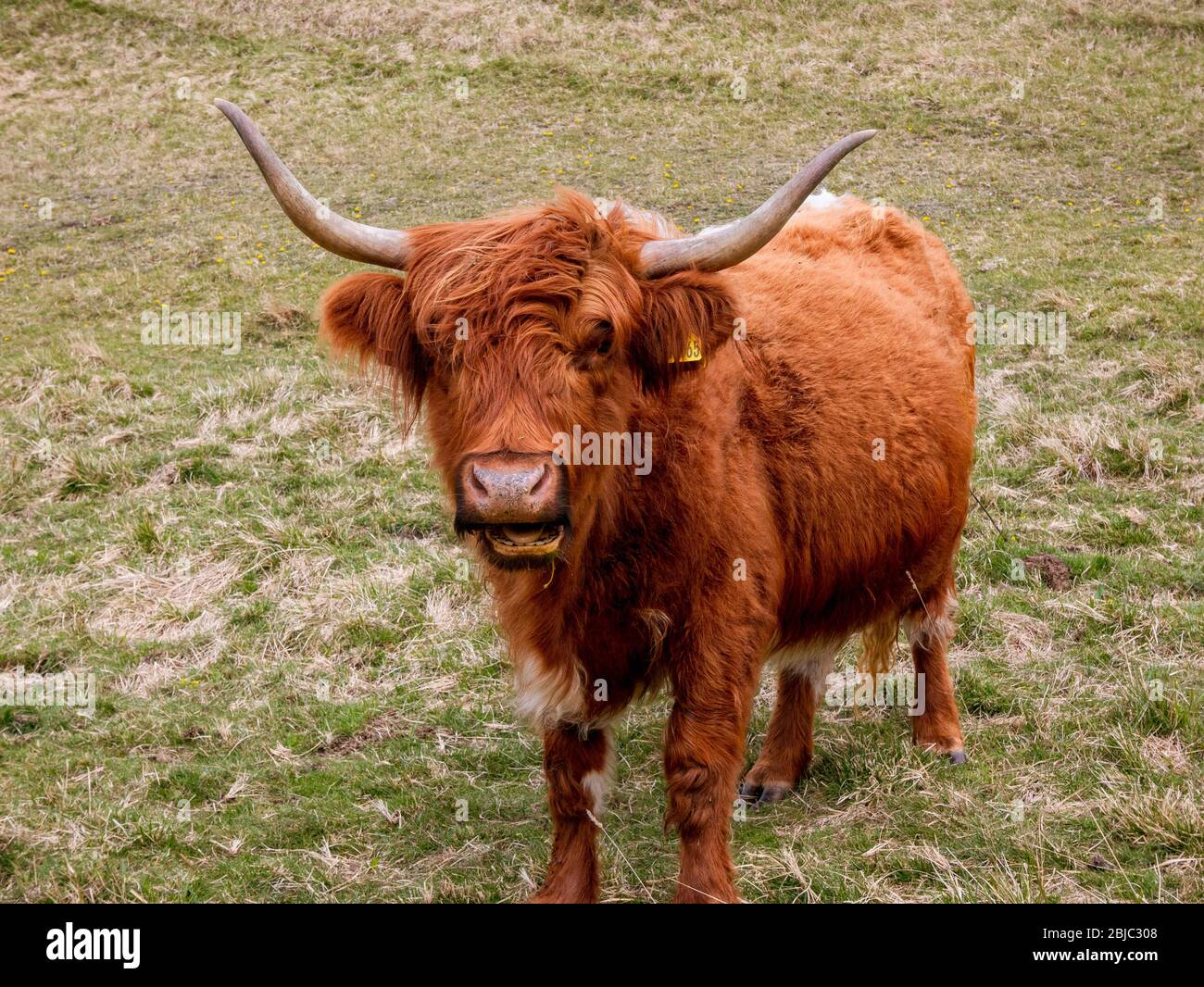 Spring animals, UK. A highland cow in a field in Thixendale, North ...