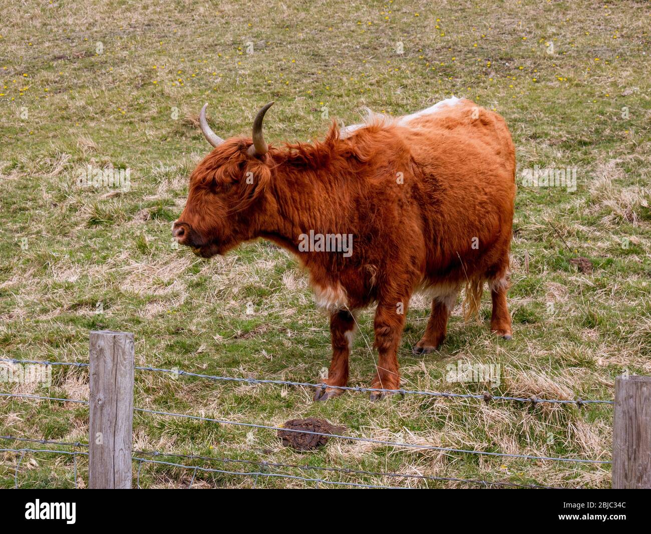 Spring animals, UK. A highland cow in a field in Thixendale, North ...
