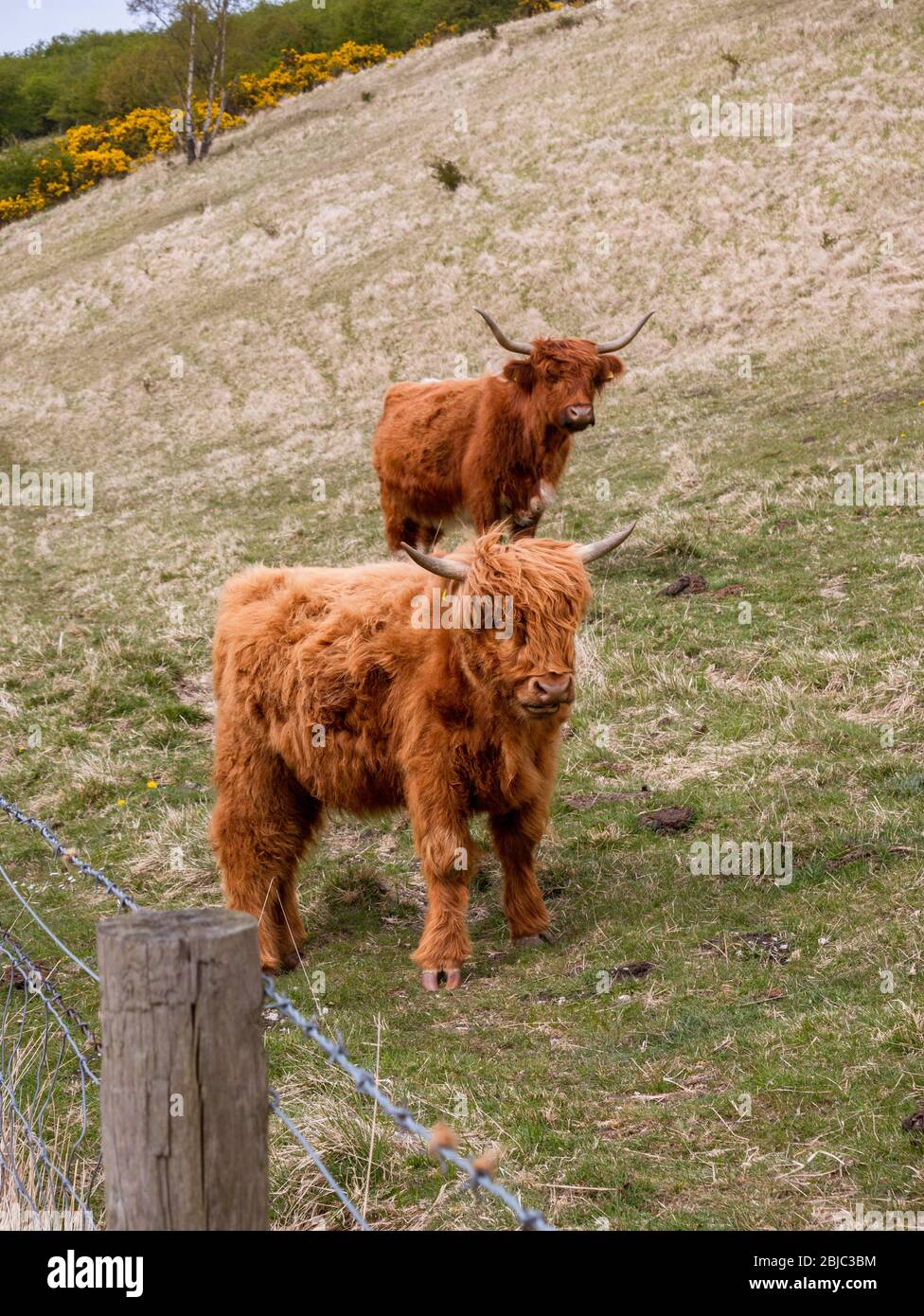 Spring animals, UK. Highland cows in a field in Thixendale, North ...
