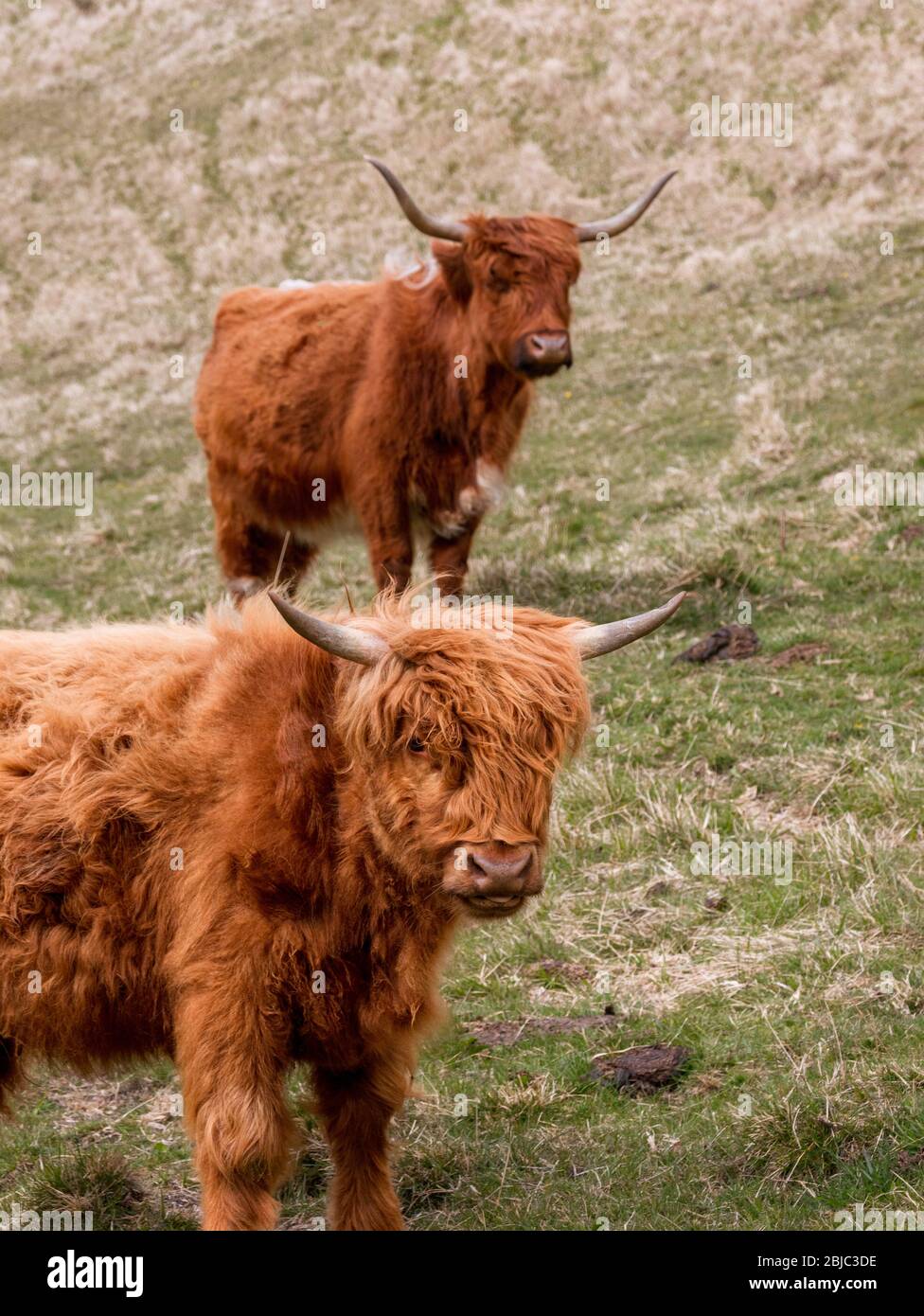 Long life cows hi-res stock photography and images - Alamy