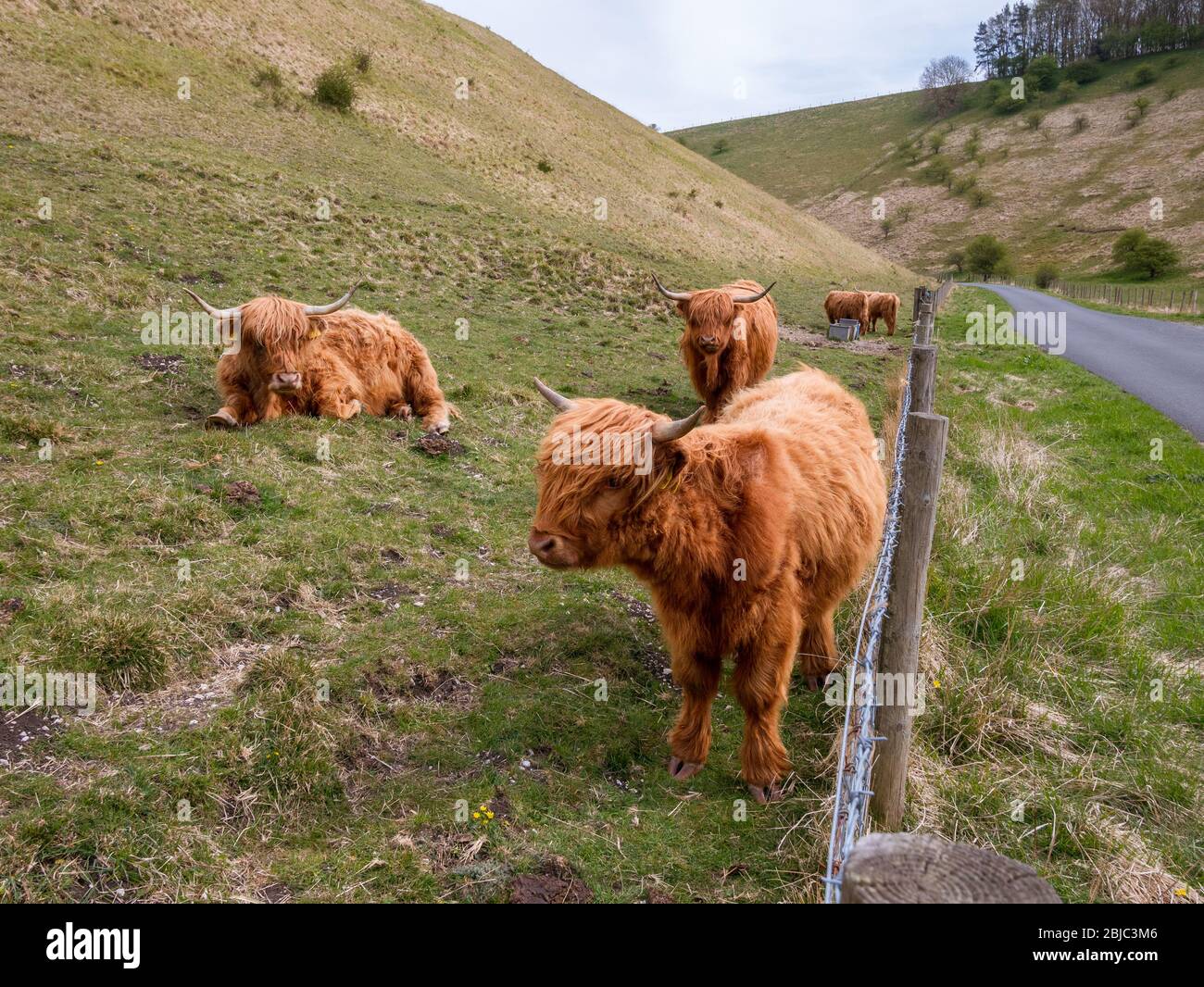 Spring animals, UK. Highland cows in a field in Thixendale, North ...