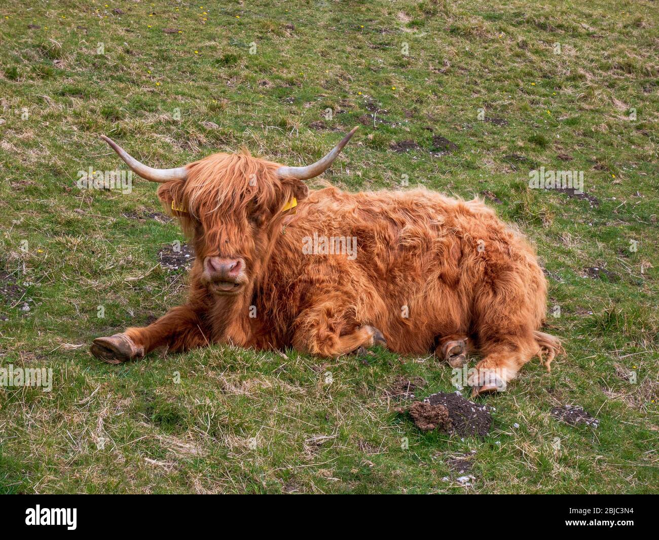 Spring animals, UK. A highland cow in a field in Thixendale, North ...