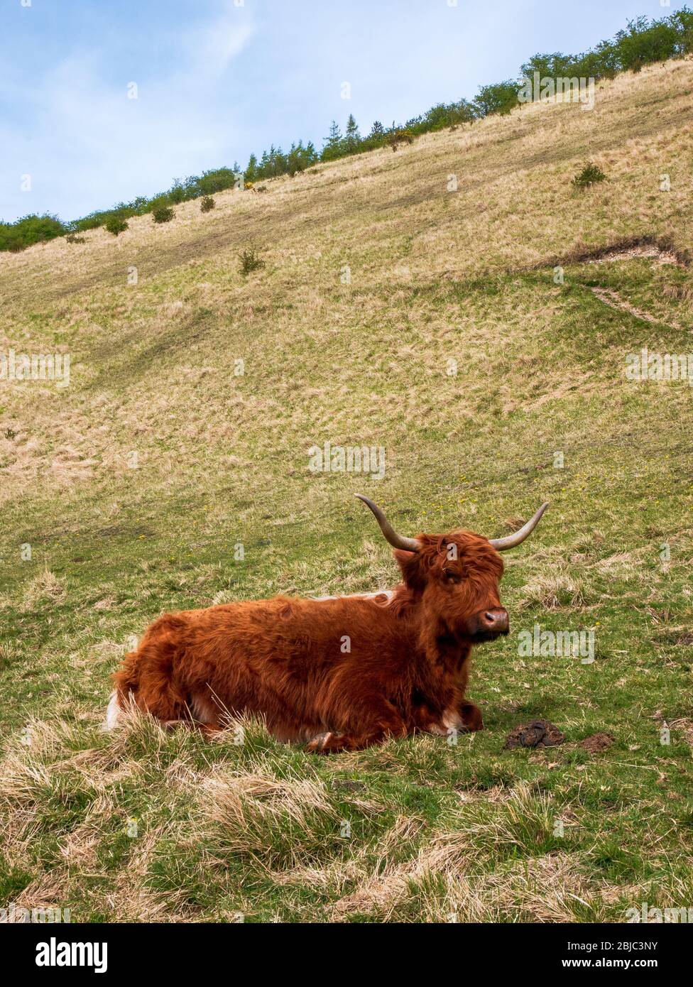 Spring animals, UK. A highland cow in a field in Thixendale, North ...