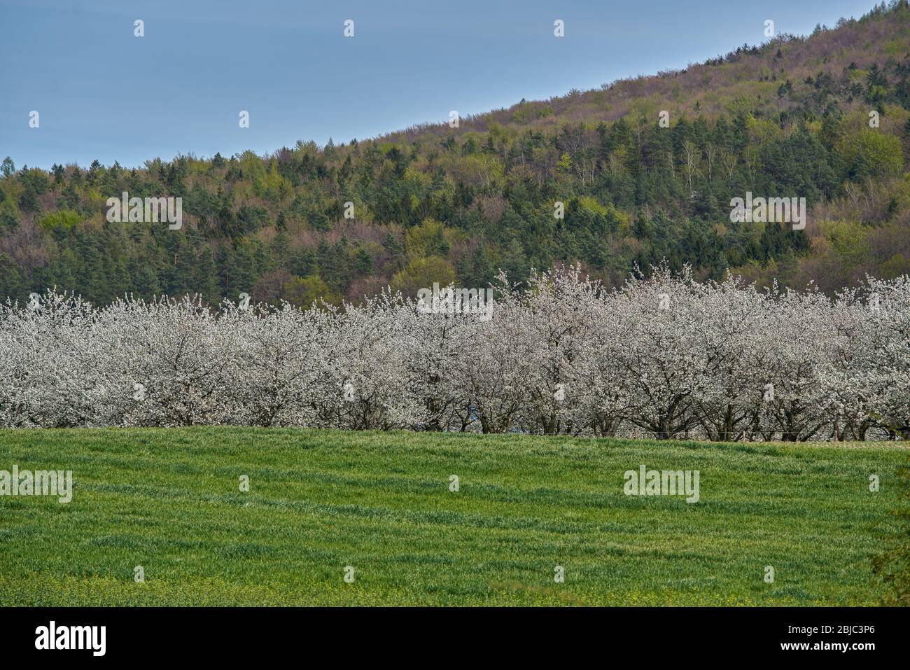 Cherry trees sunlight hi-res stock photography and images - Alamy