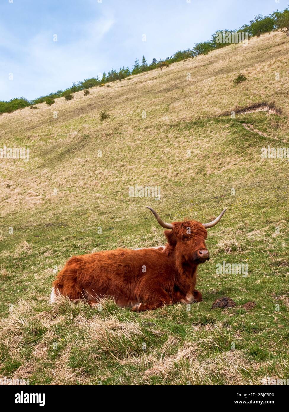 Spring animals, UK. A highland cow in a field in Thixendale, North ...