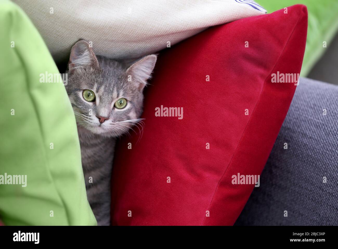Cat between cushions hi-res stock photography and images - Alamy