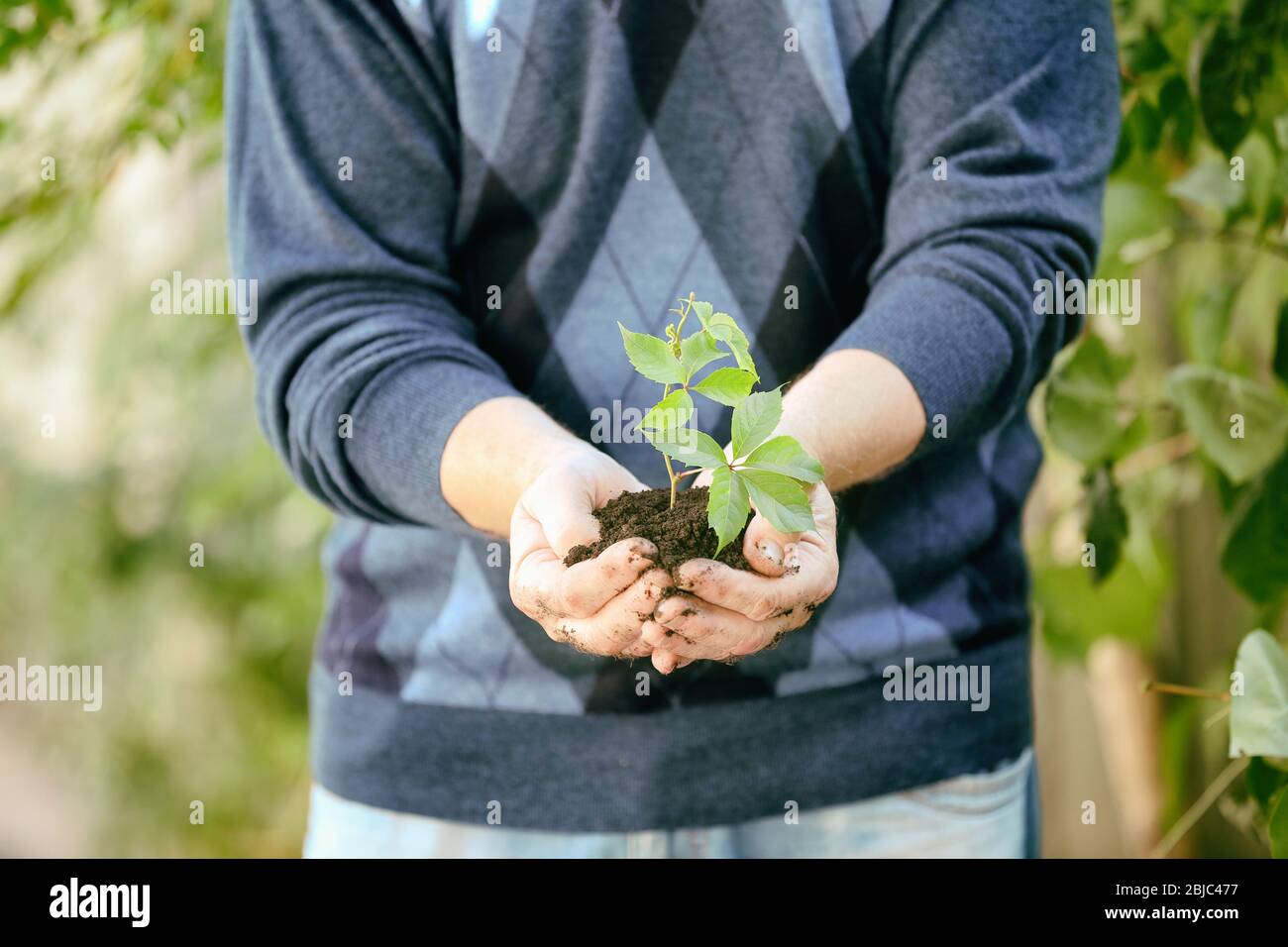 Senior man holding young tree in hands Stock Photo - Alamy