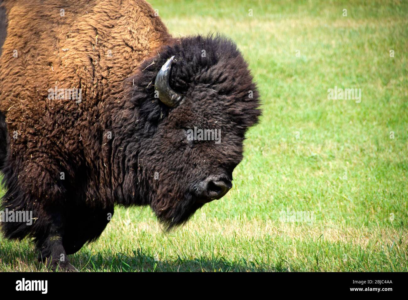 Male buffalo hi-res stock photography and images - Alamy