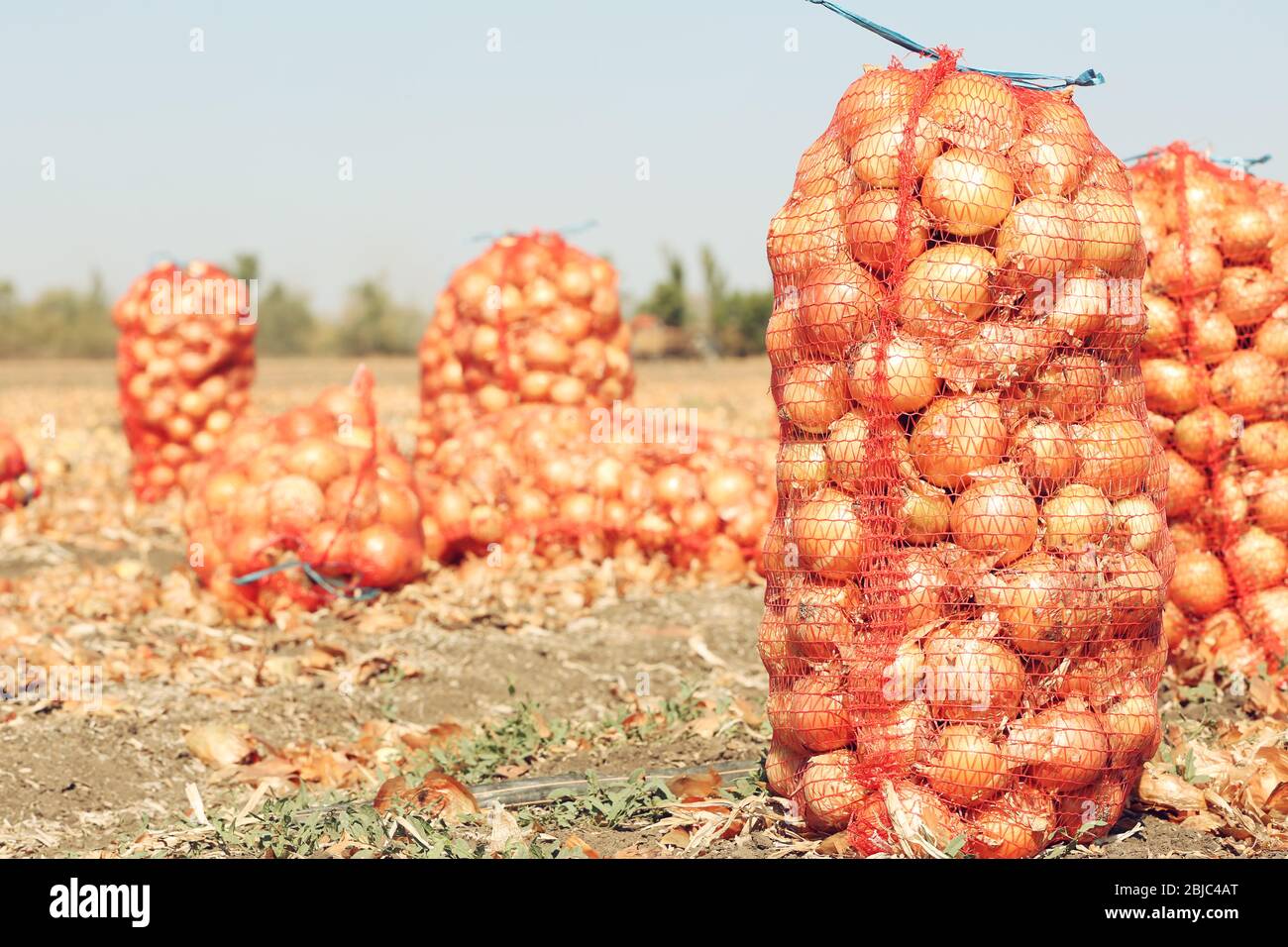 Field with onions in mesh bags for harvest Stock Photo - Alamy