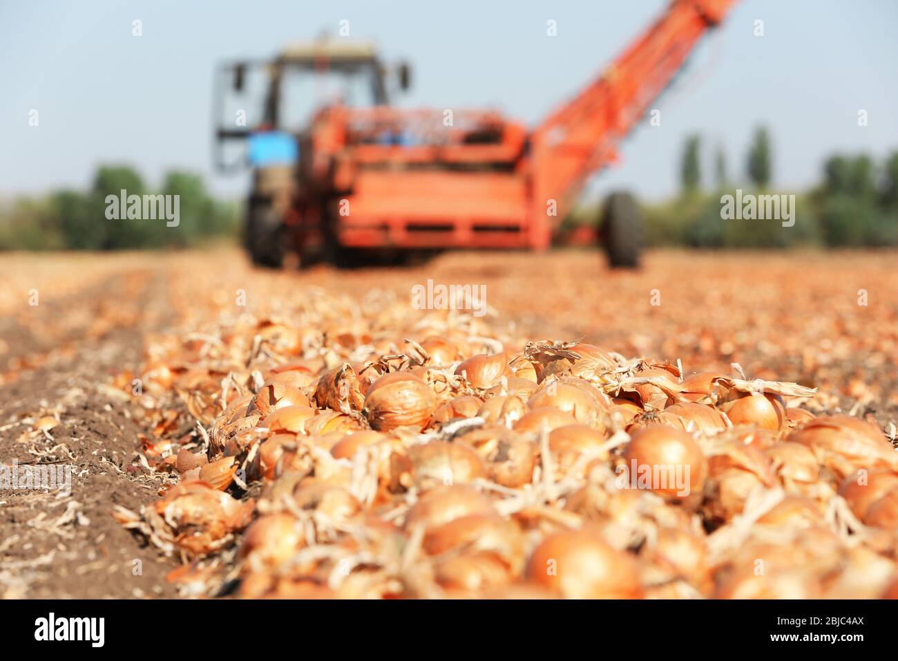 Field with onions for harvest Stock Photo - Alamy