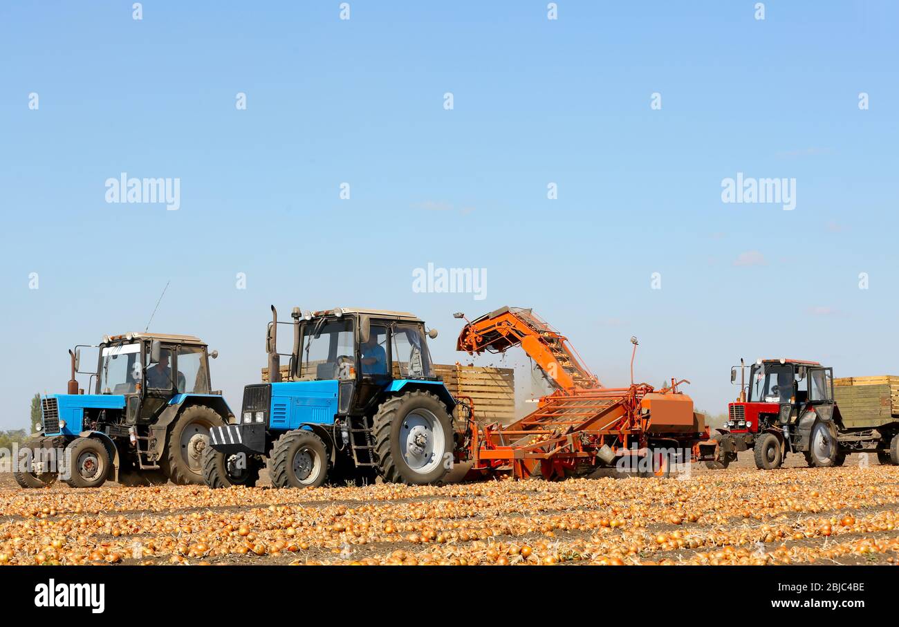Onion harvesting modern agricultural hi-res stock photography and ...