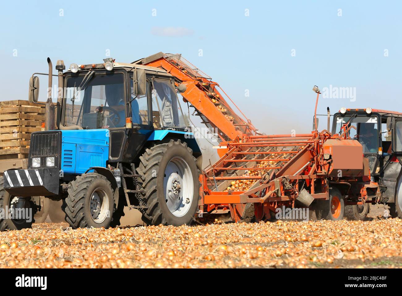 Onion harvesting with modern agricultural equipment in field Stock ...