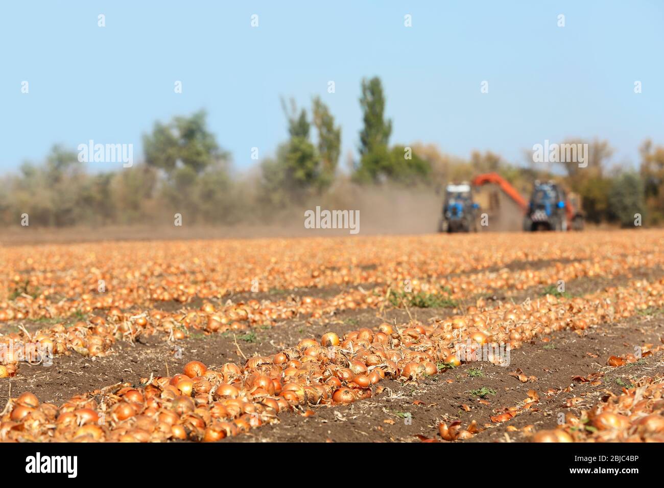 Onion harvesting modern agricultural hi-res stock photography and ...