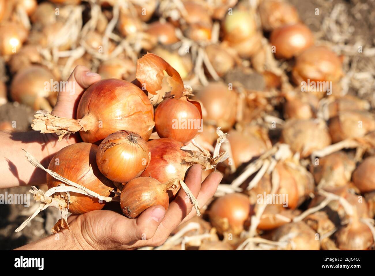 Man hands holding onions for harvest Stock Photo - Alamy