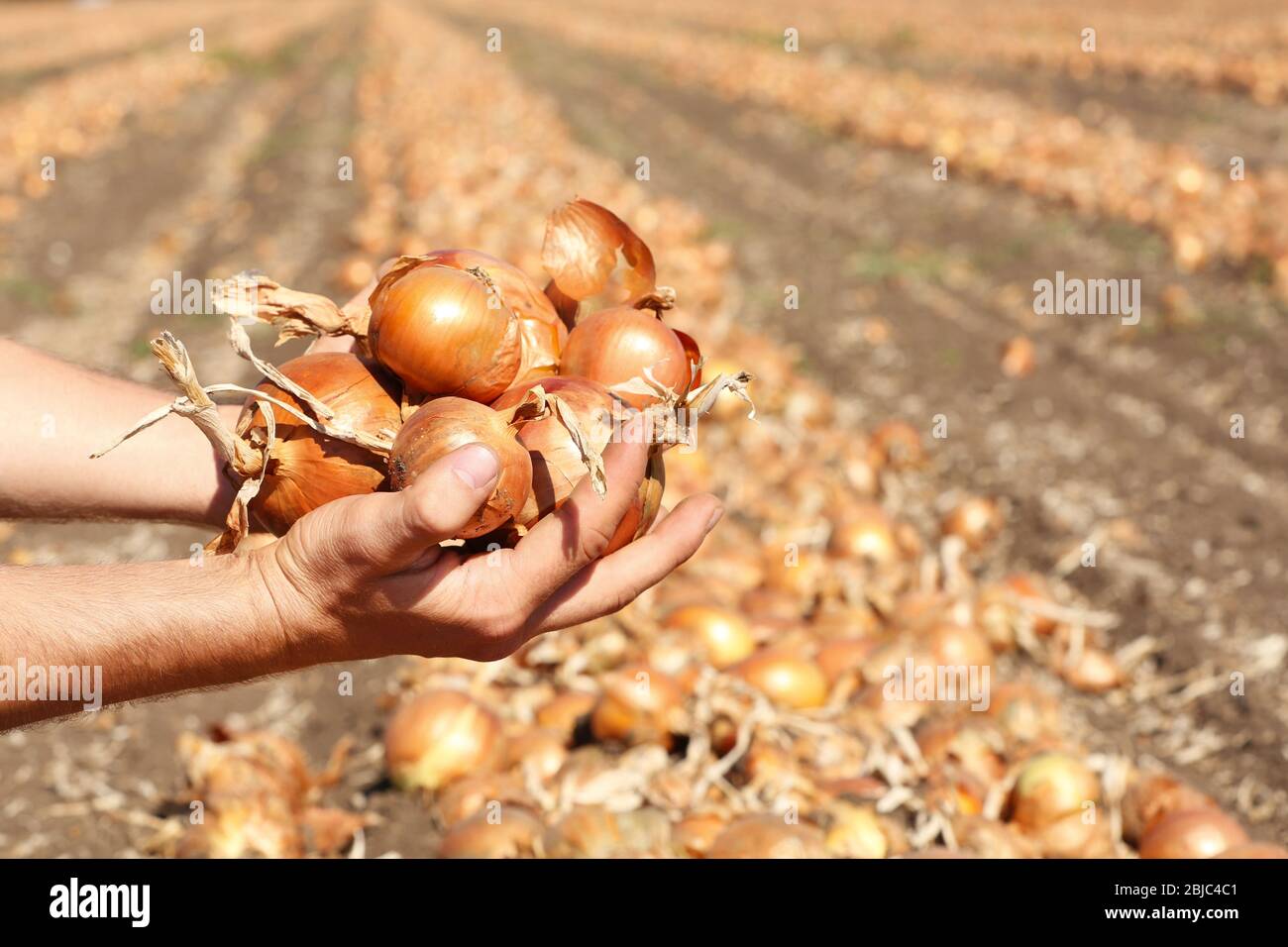 Holding spring onions hi-res stock photography and images - Alamy