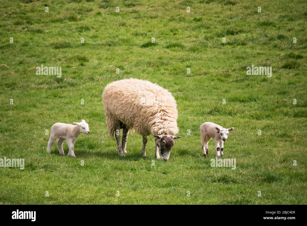 Spring animals, UK. Spring lambs enjoy the sunshine in the Yorkshire ...
