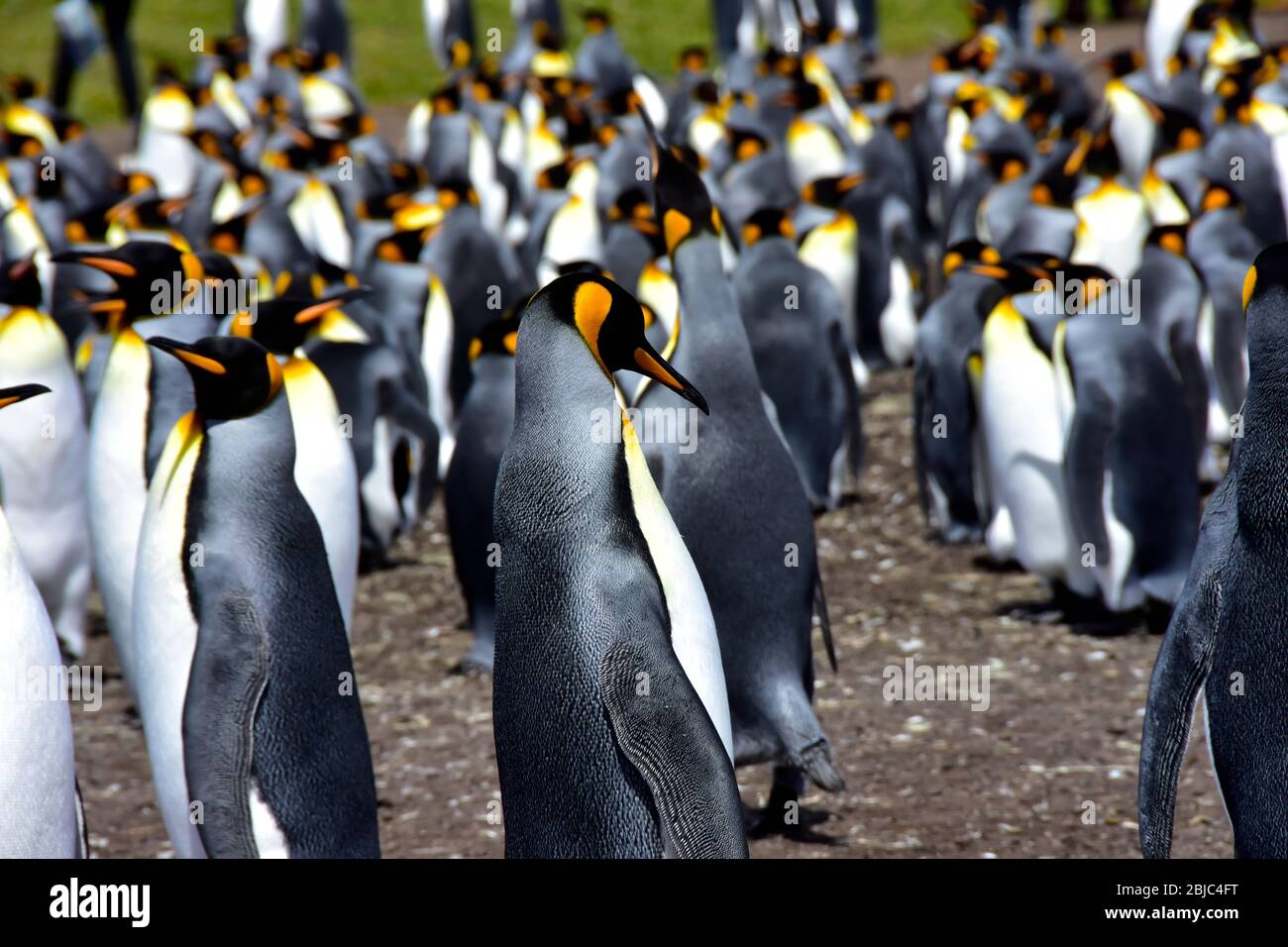 A large colony of King Penguins at Volunteer Point, near Port Stanley ...