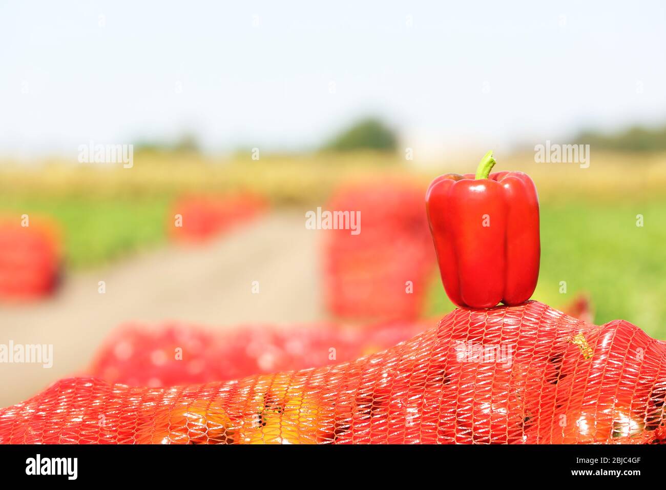 Fresh red bell pepper in field, close up Stock Photo - Alamy