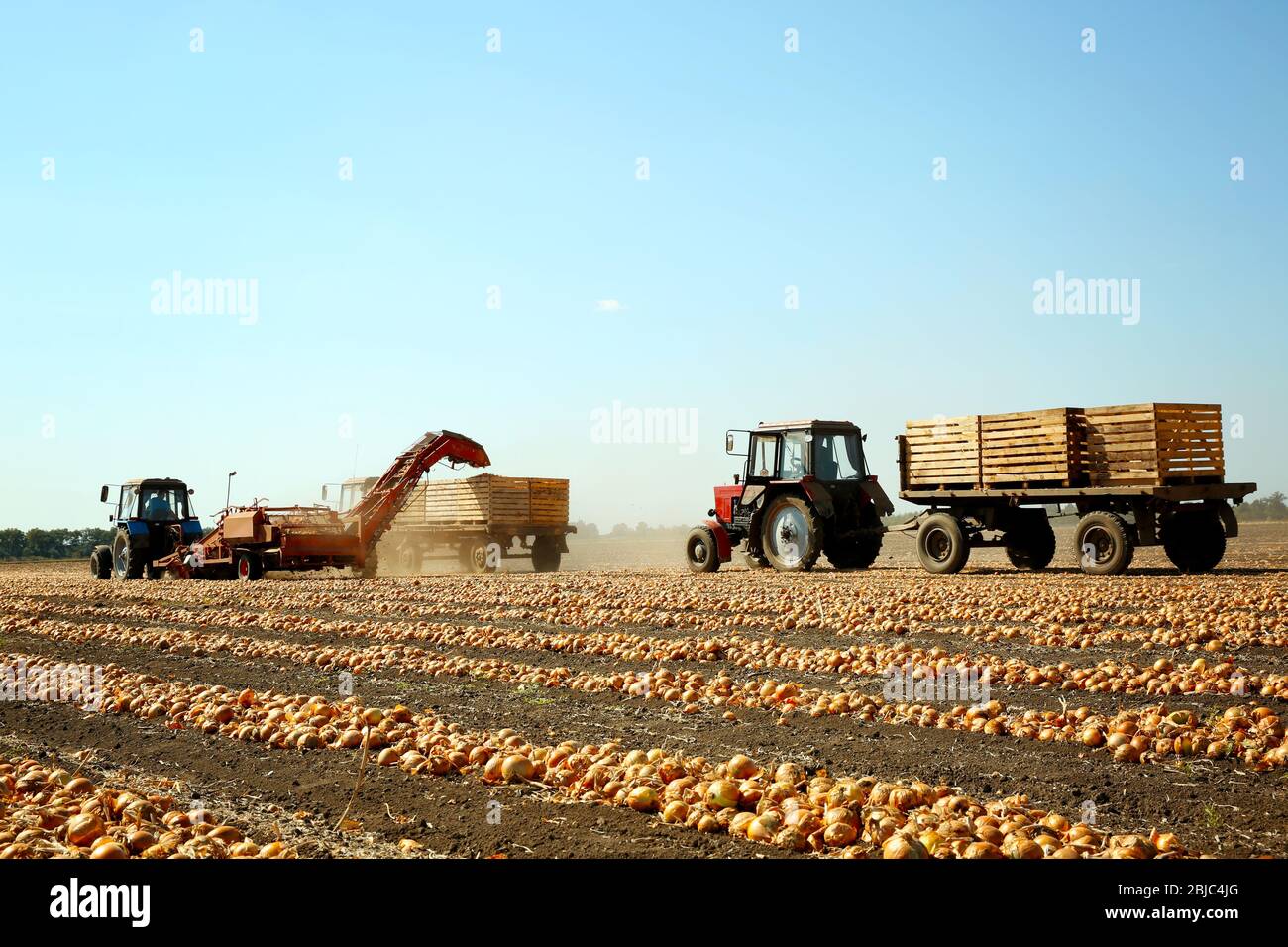 Onion harvesting with modern agricultural equipment in field Stock ...