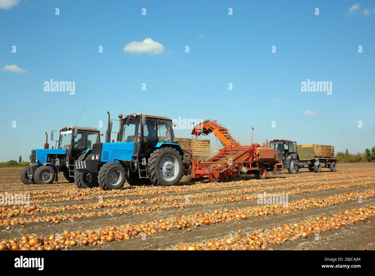 Onion harvesting modern agricultural hi-res stock photography and ...