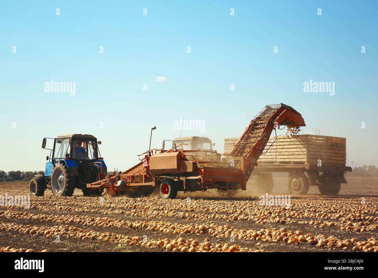 Onion harvesting with modern agricultural equipment in field Stock ...