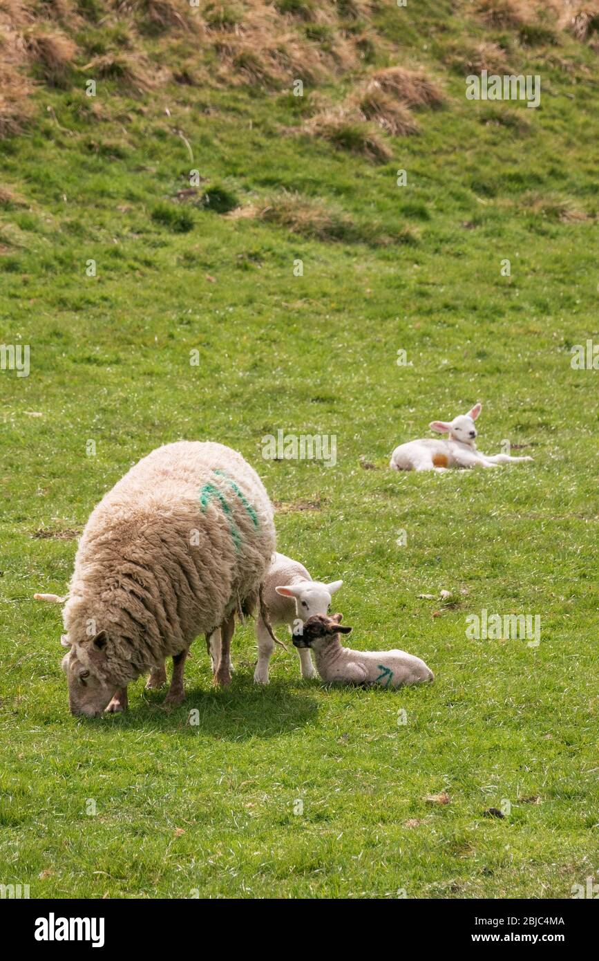 Spring animals, UK. Spring lambs enjoy the sunshine in the Yorkshire ...