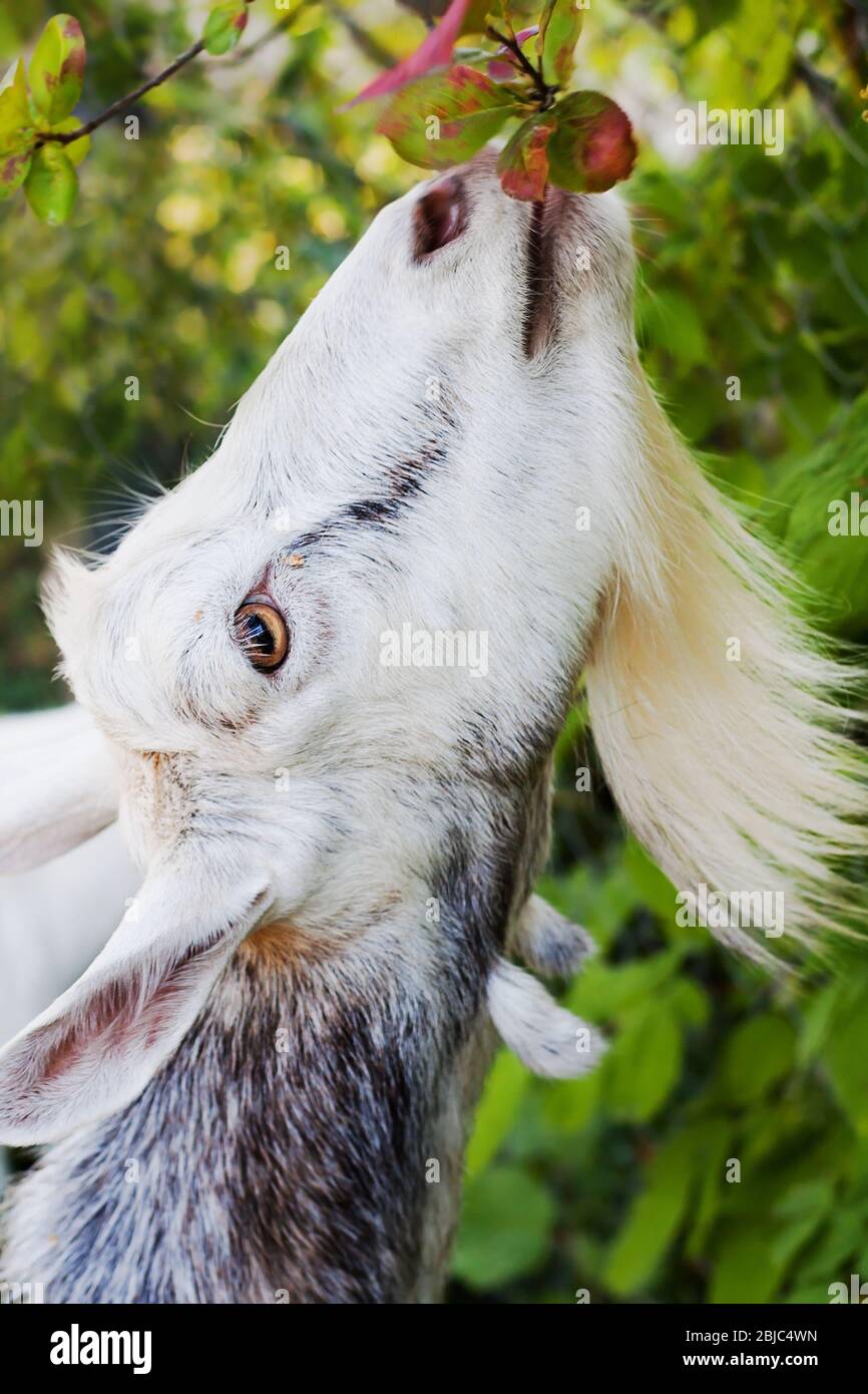 Goat browses hi-res stock photography and images - Alamy