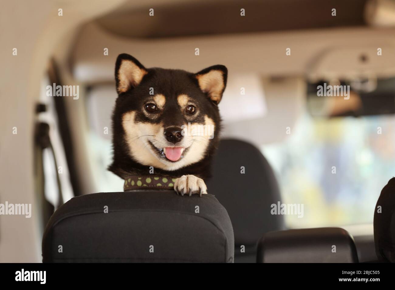 Cute little Shiba Inu dog in car Stock Photo - Alamy
