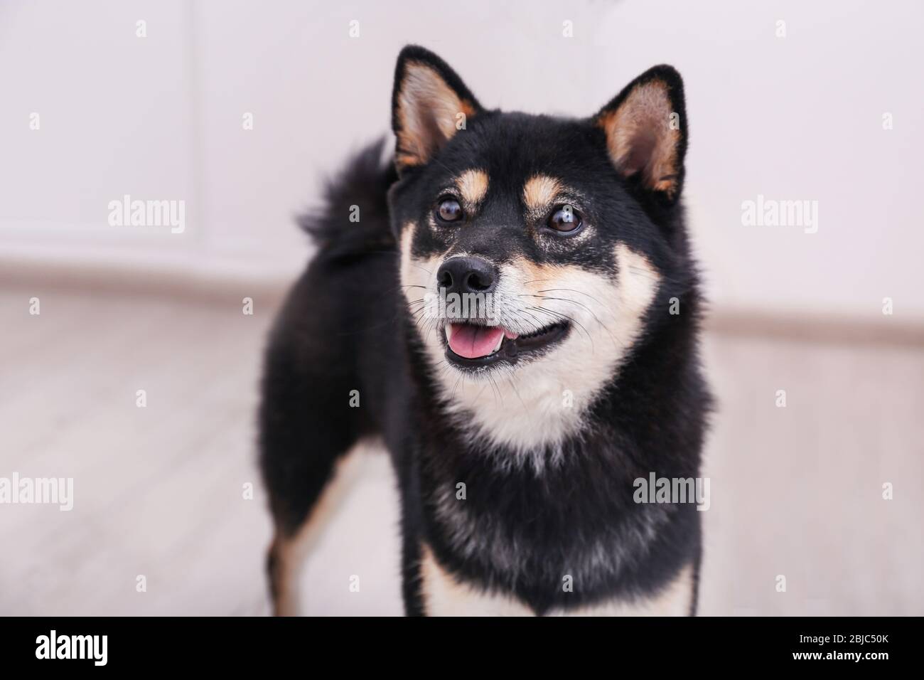 Cute little Shiba Inu dog at home Stock Photo - Alamy
