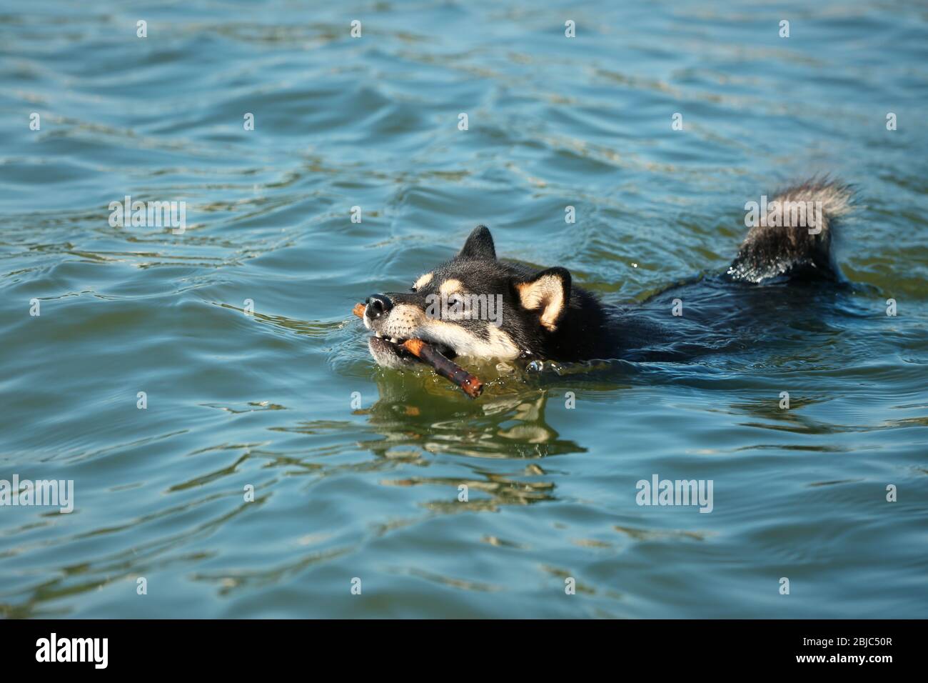 Cute little Shiba Inu dog in water Stock Photo - Alamy