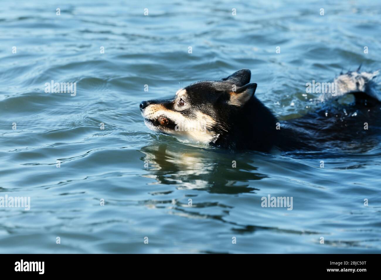Cute little Shiba Inu dog in water Stock Photo - Alamy