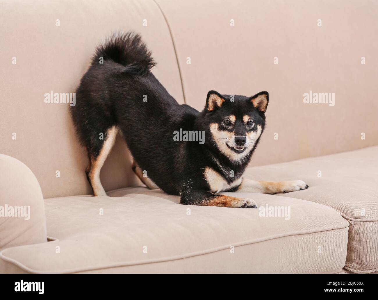 Cute little Shiba Inu dog playing on couch at home Stock Photo - Alamy