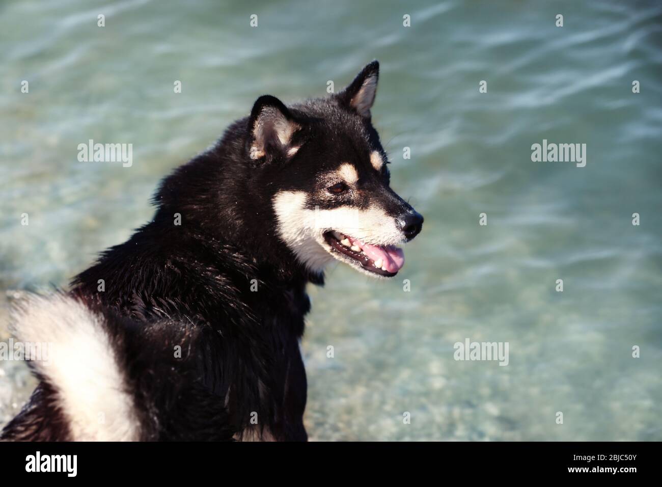 Cute little Shiba Inu at riverside Stock Photo - Alamy